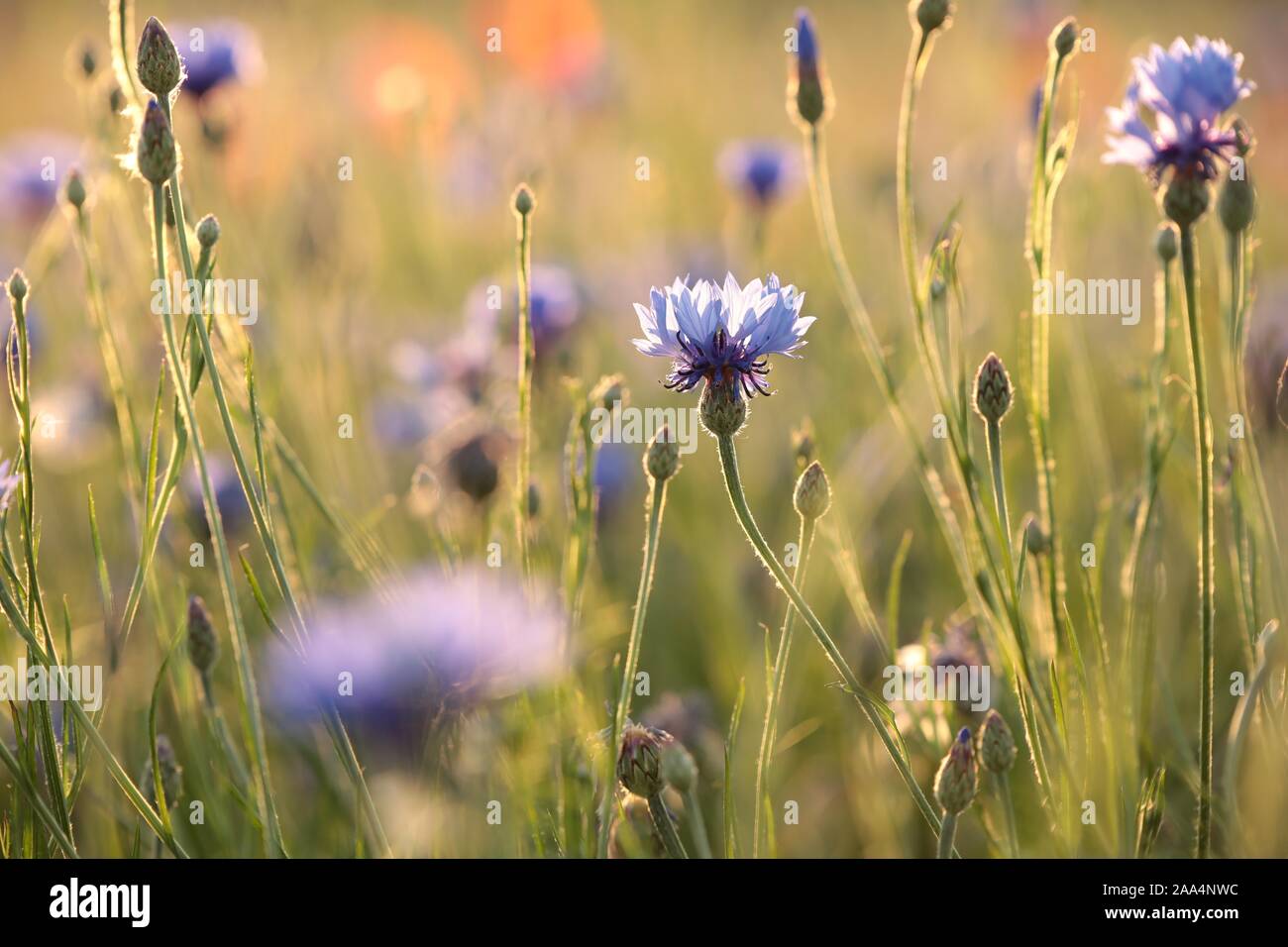 Cornflower in the sun hi-res stock photography and images - Alamy