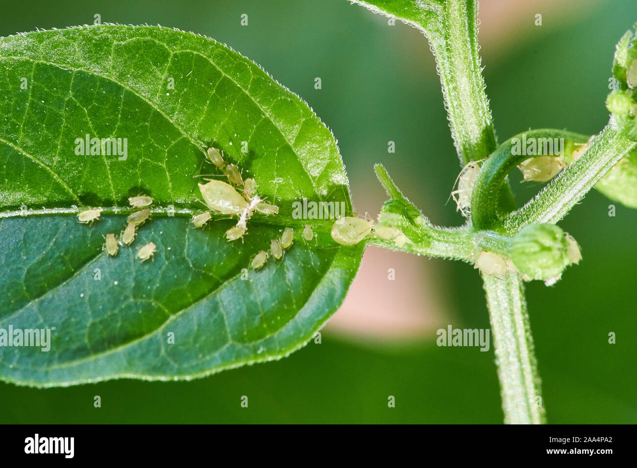 Wingless aphid hi-res stock photography and images - Alamy