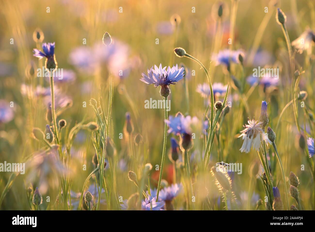 Cornflower in the field at dusk Stock Photo - Alamy