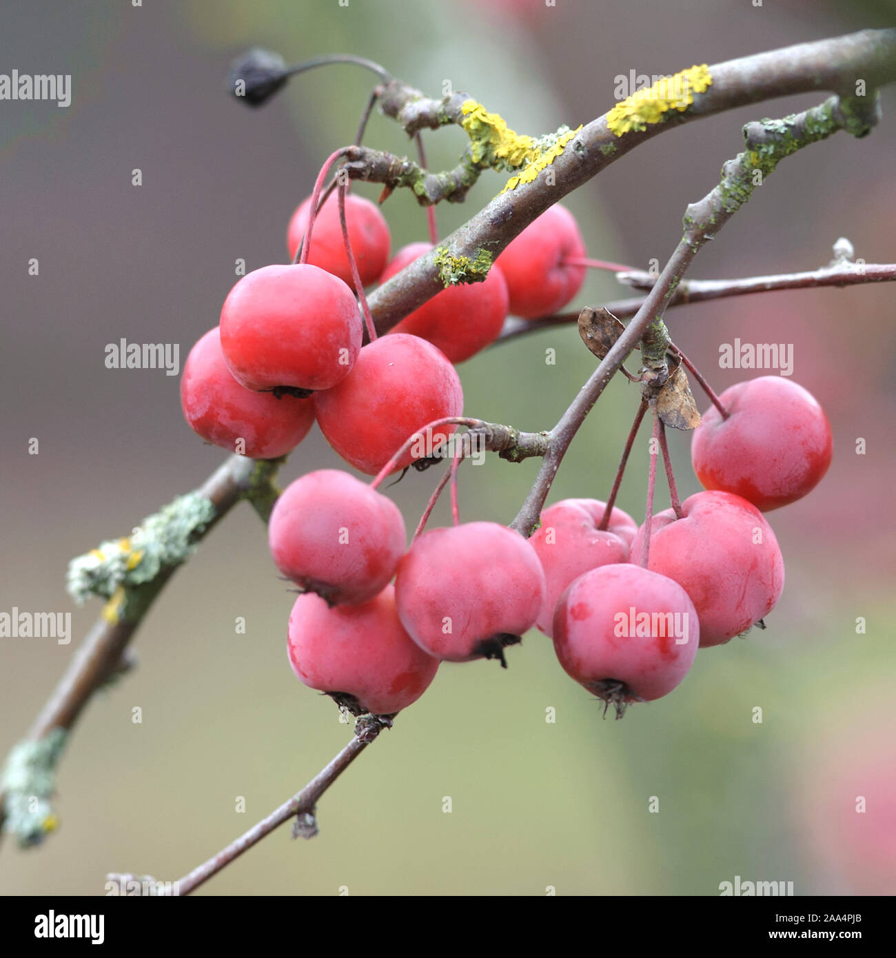 Zier-Apfel (Malus 'Red Sentinel' Stock Photo - Alamy