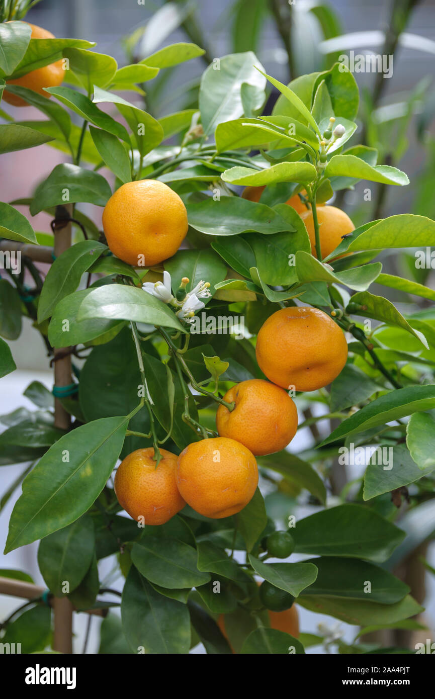 Calamondine (× Citrofortunella microcarpa Stock Photo - Alamy