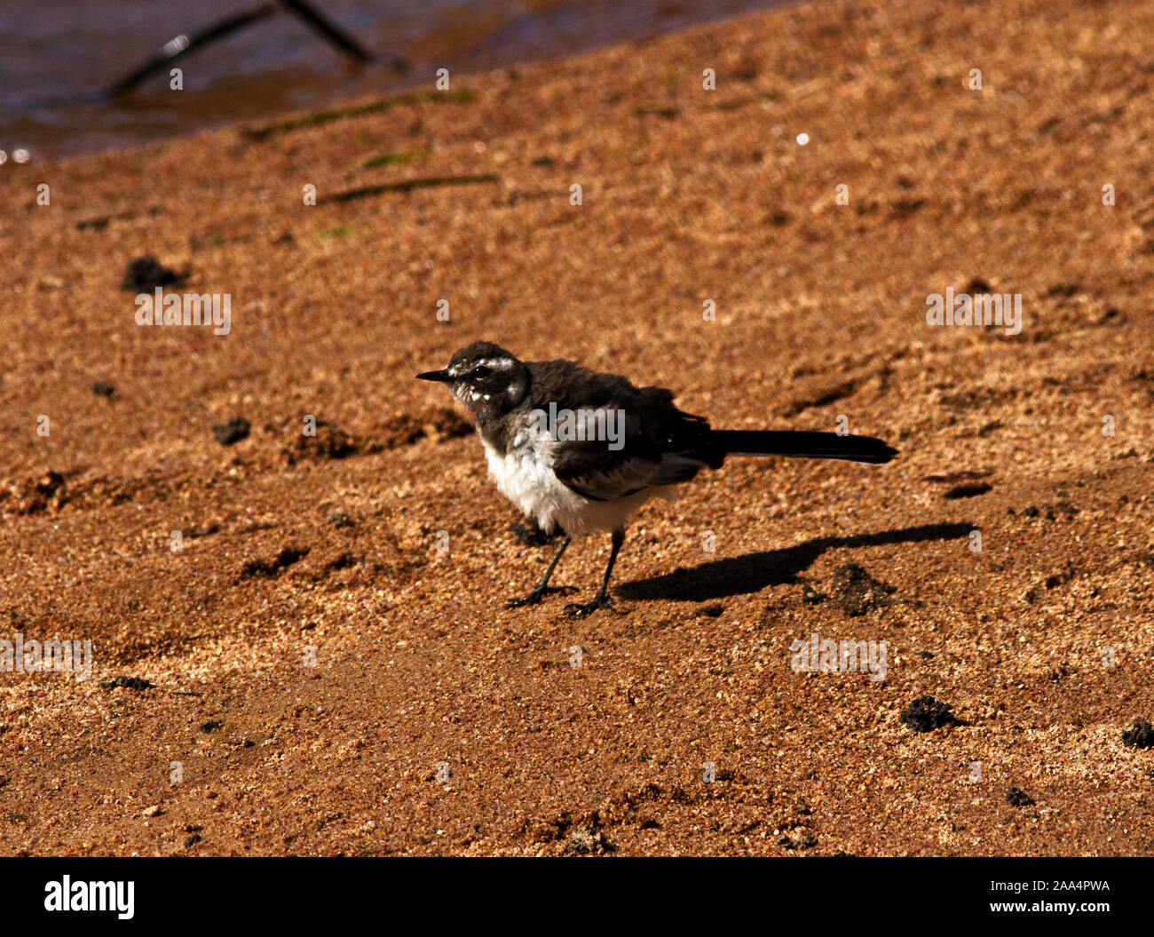 The only very black and white Wagtail of the region, the juvenile ...