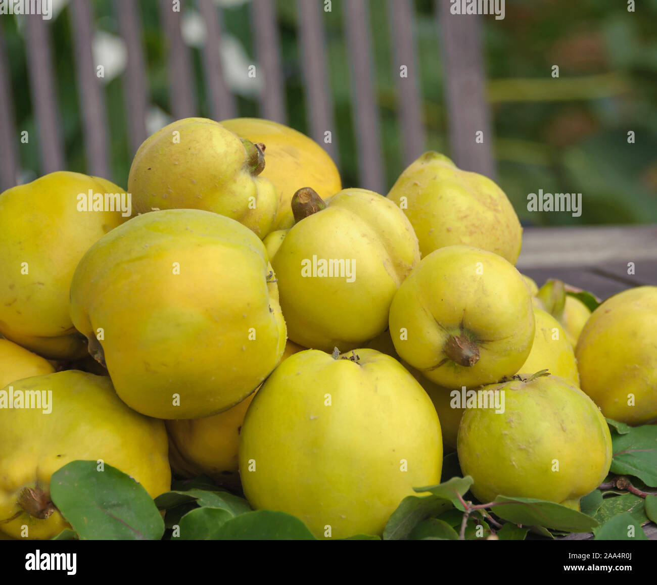 Cydonia oblonga konstantinopeler hi-res stock photography and images ...