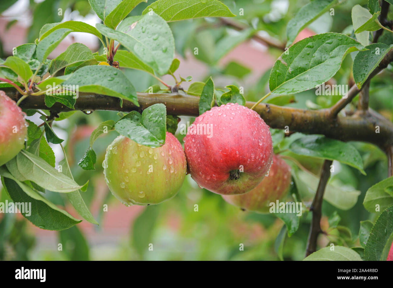 Gravensteiner hi-res stock photography and images - Alamy