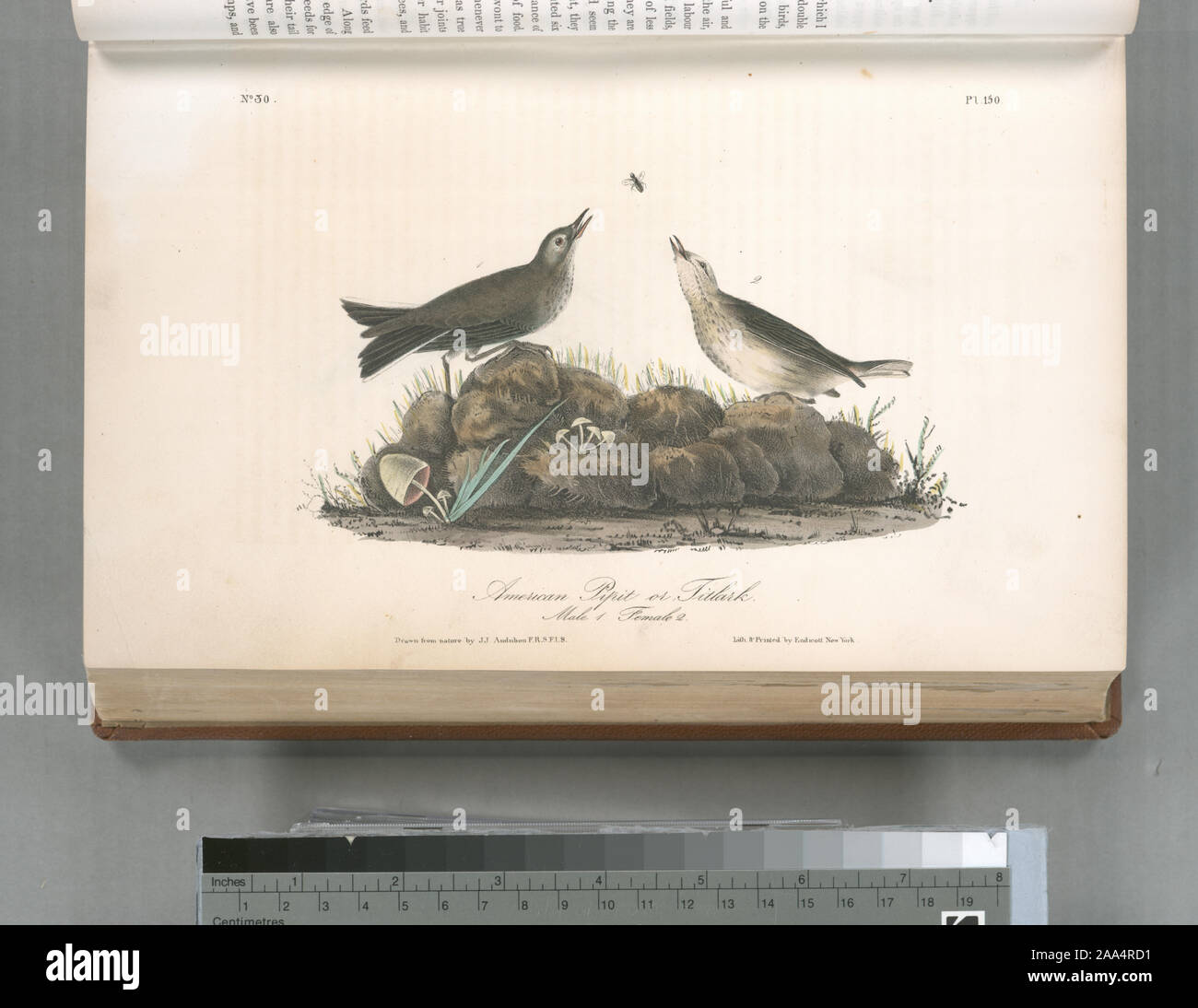 The american titlark hi-res stock photography and images - Alamy