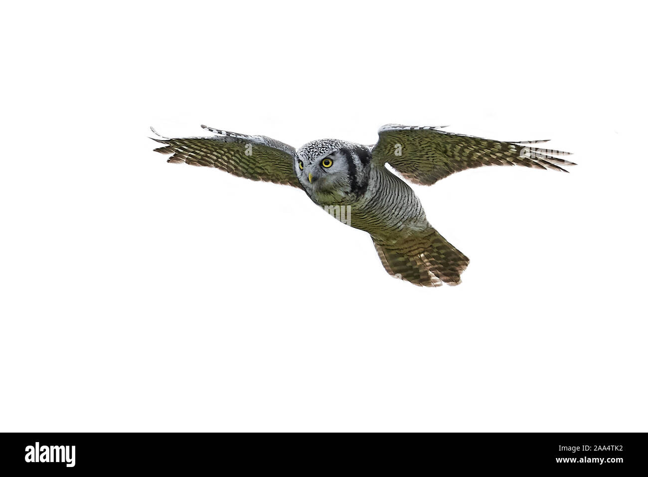 Northern Hawk Owl in its habitat in northern Zealand, Denmark Stock ...