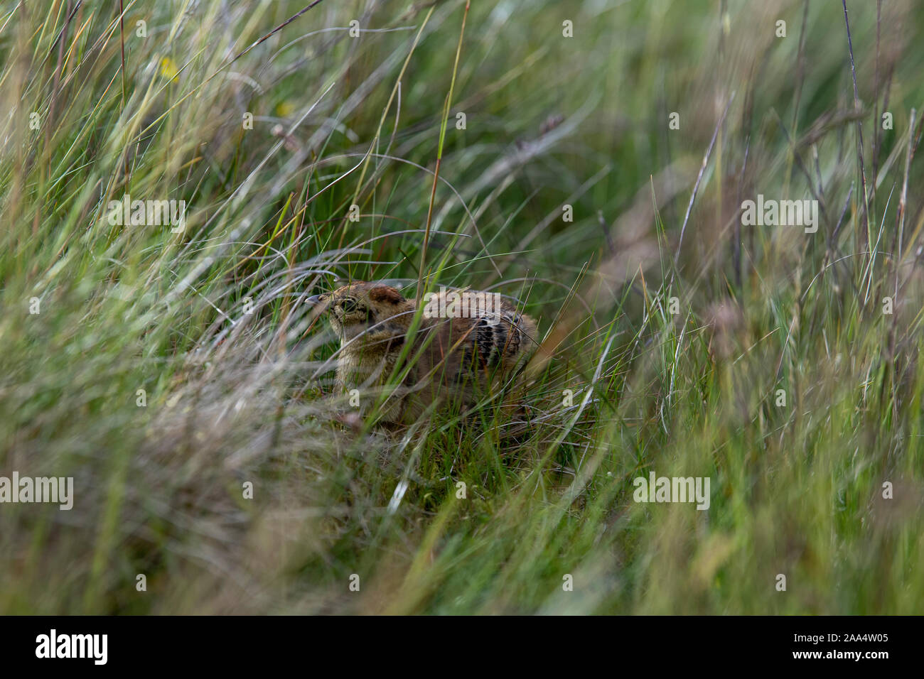 Black grouse, Lyrurus tetrix, chick hiding in moorland grass. Cumbria ...