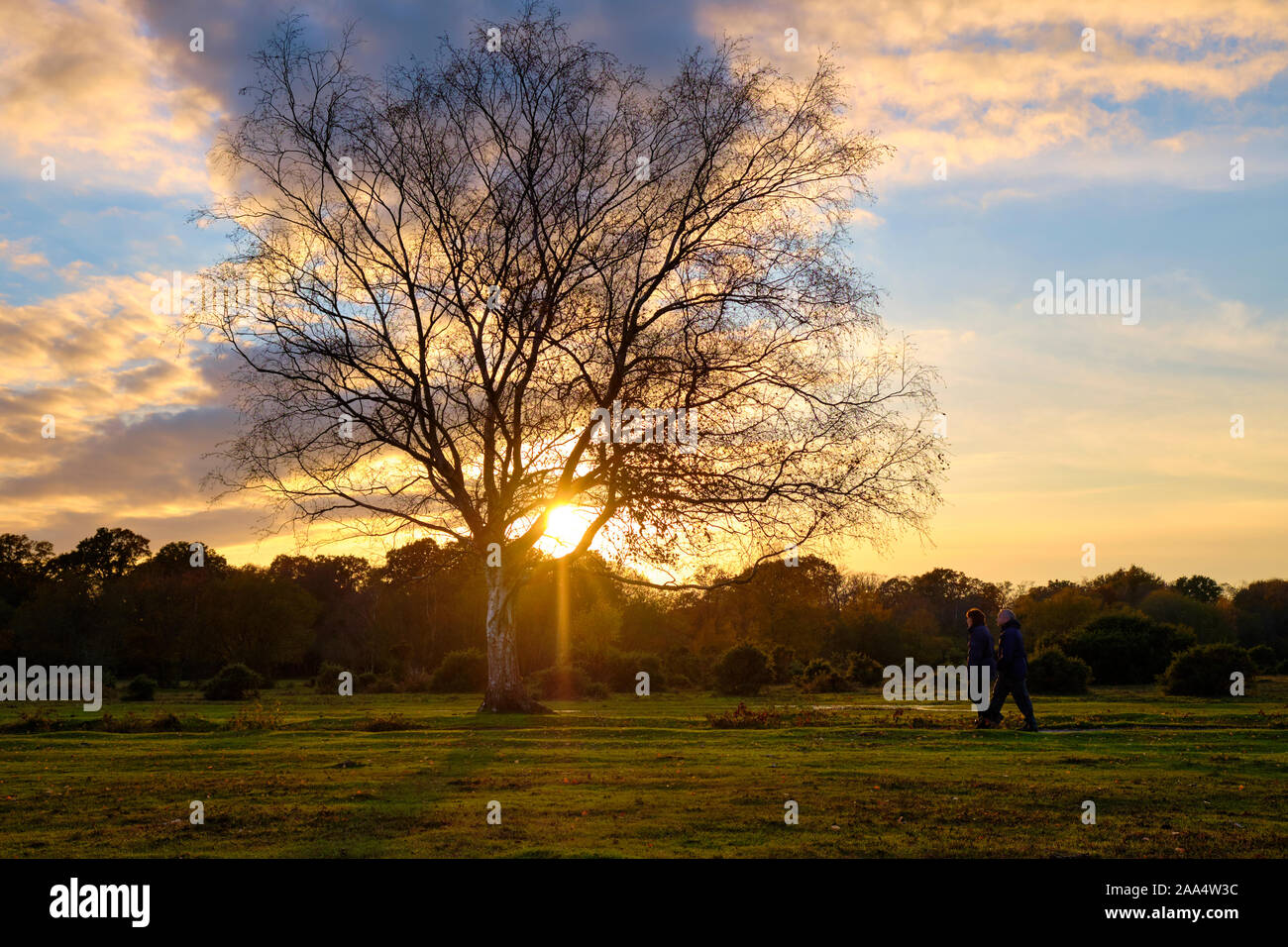 Sunbeam autumn forest hi-res stock photography and images - Alamy