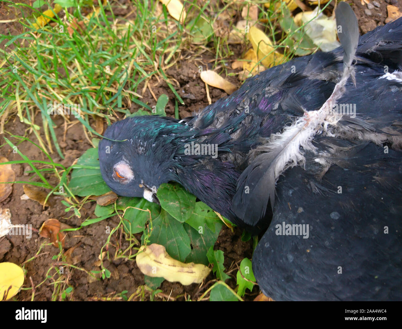 Dead body animal hi-res stock photography and images - Alamy