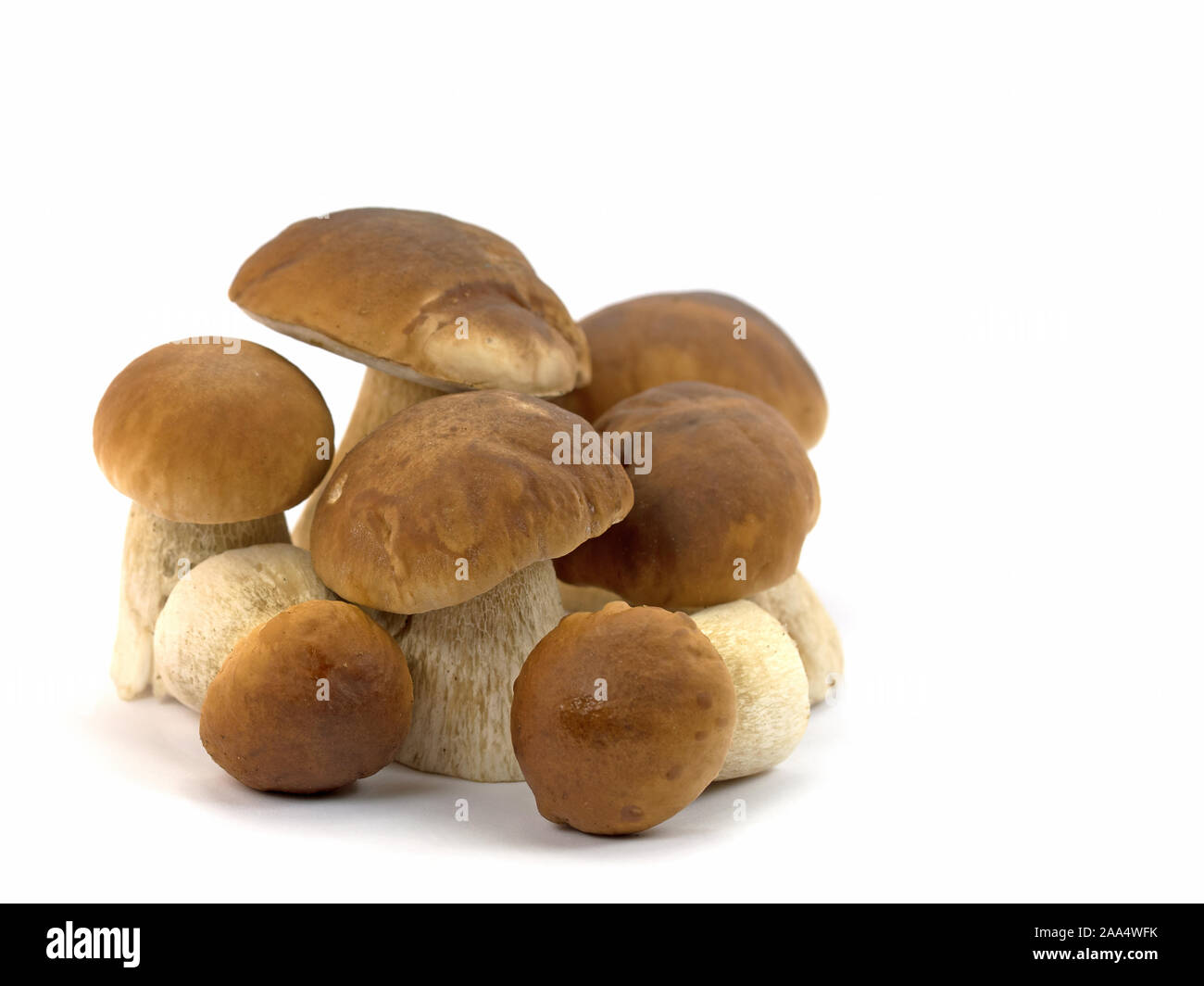 Porcini, Boletus edulis, in front of white background Stock Photo - Alamy