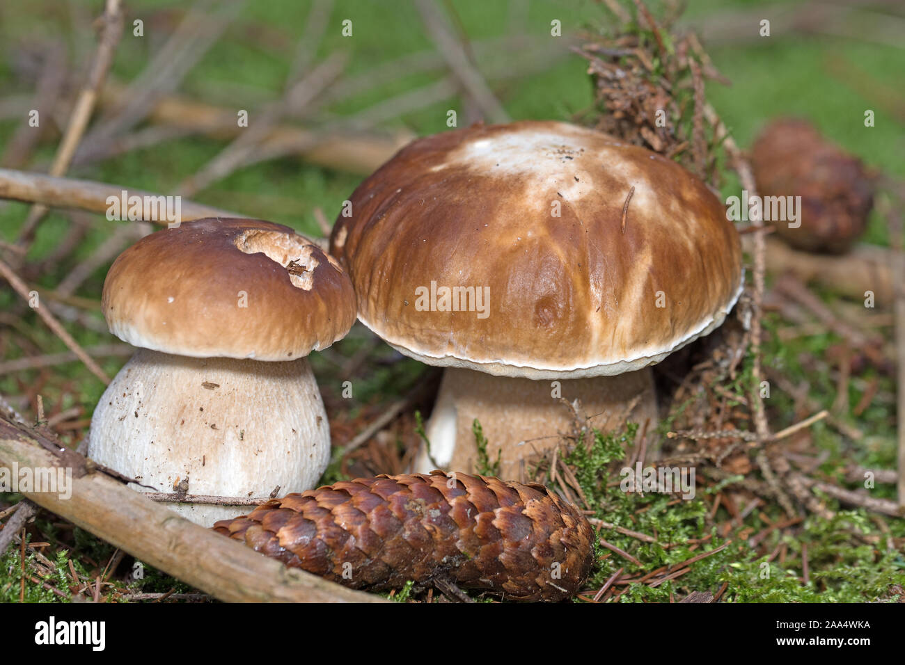 Porcini, boletus edulis, in the forest Stock Photo - Alamy