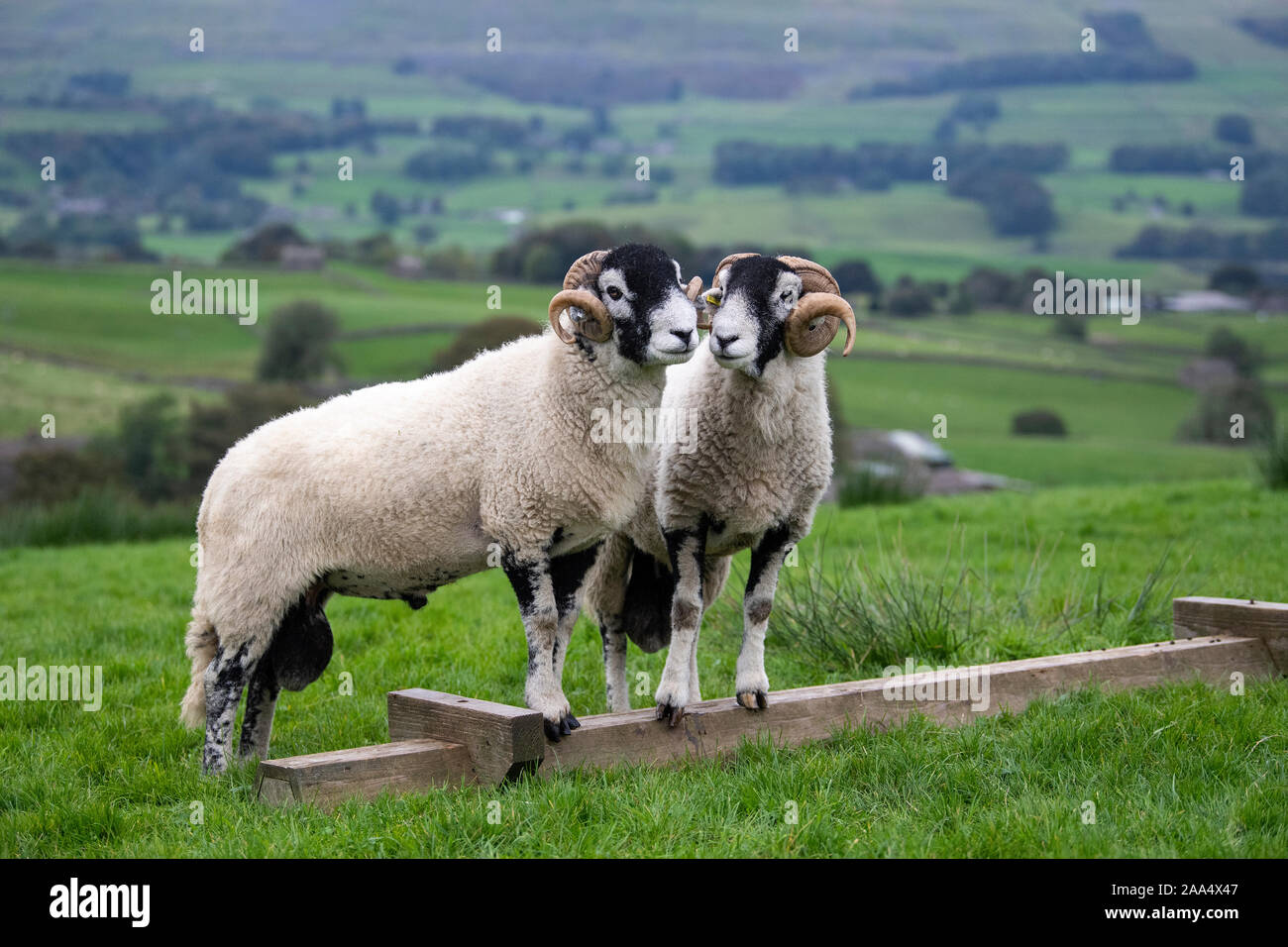 Swaledale shearling rams standing on an upturned trough in a pasture ...