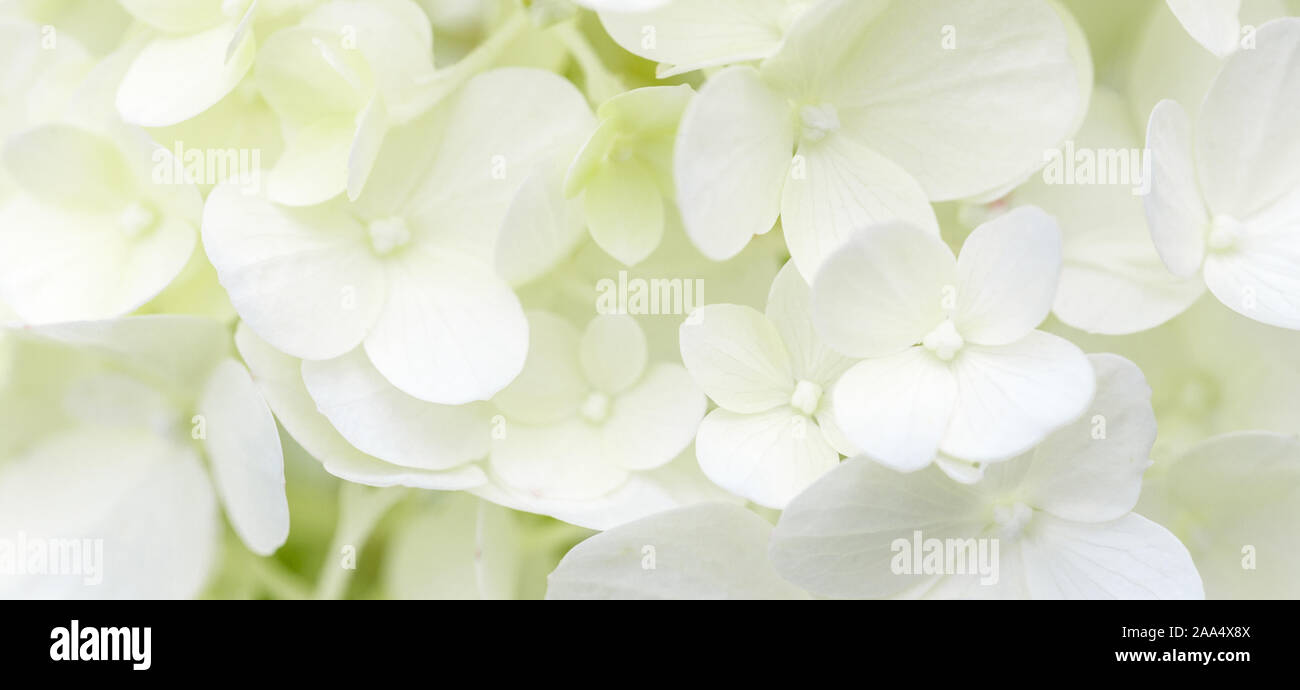 White hydrangea flowers panoramic border, banner, wedding romantic ...