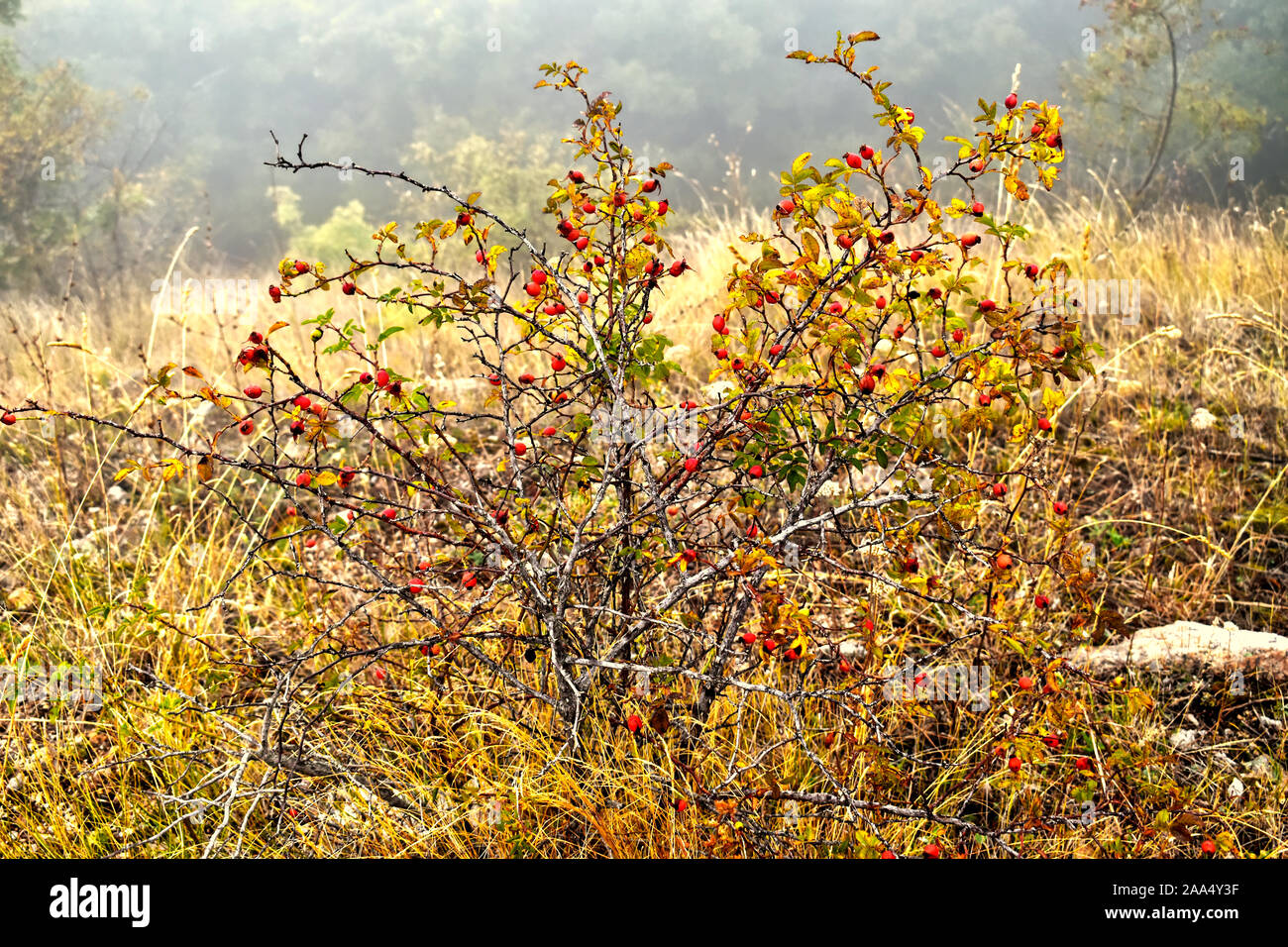 rose hip after the rain with foggy background Stock Photo - Alamy