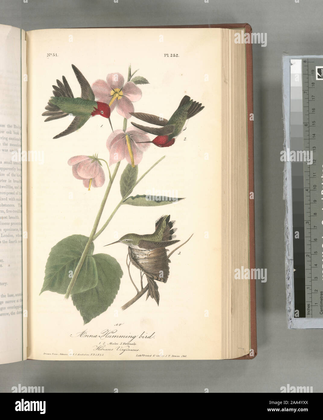 Trochilus Anna.; Anna Humming bird. 1. 2. Males. 3. Female. (Hibiscus ...