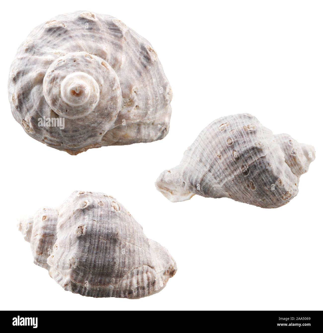 Rapana Venosa High Resolution Stock Photography and Images - Alamy