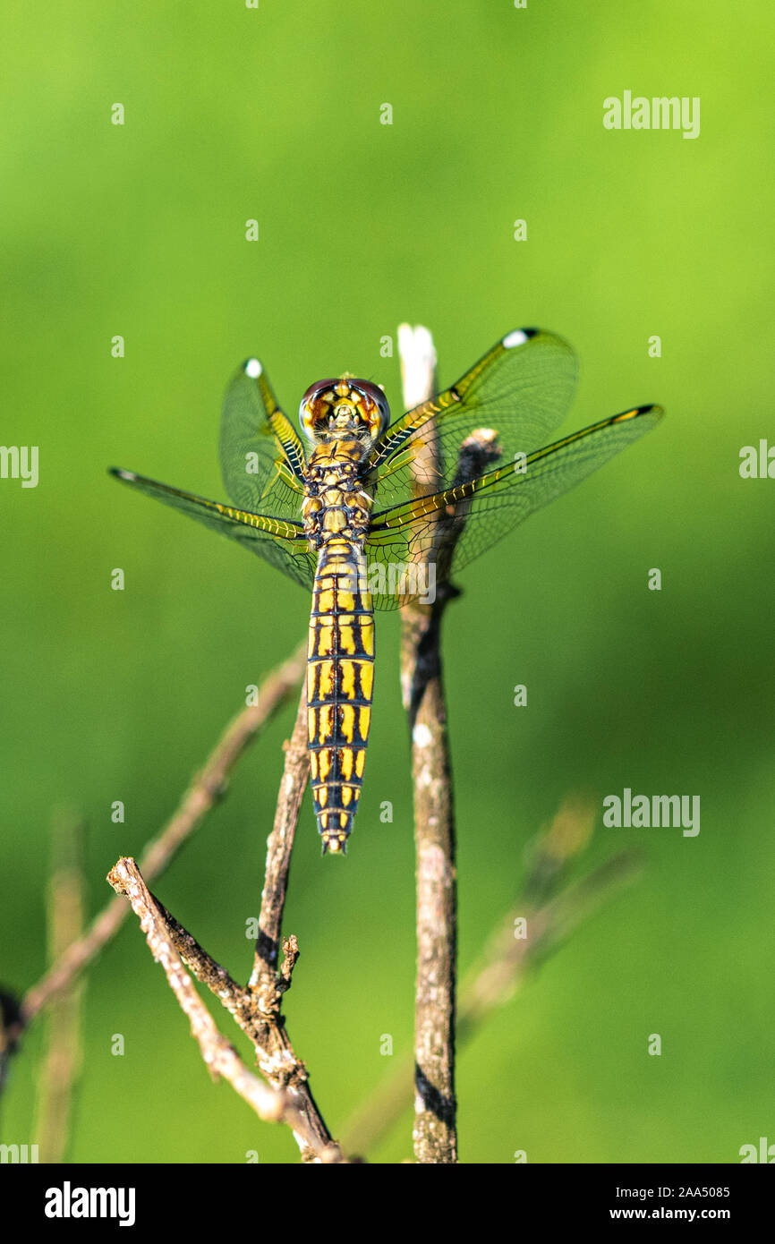 Banded groundling dragonfly (Brachythemis leucosticta) resting on a ...