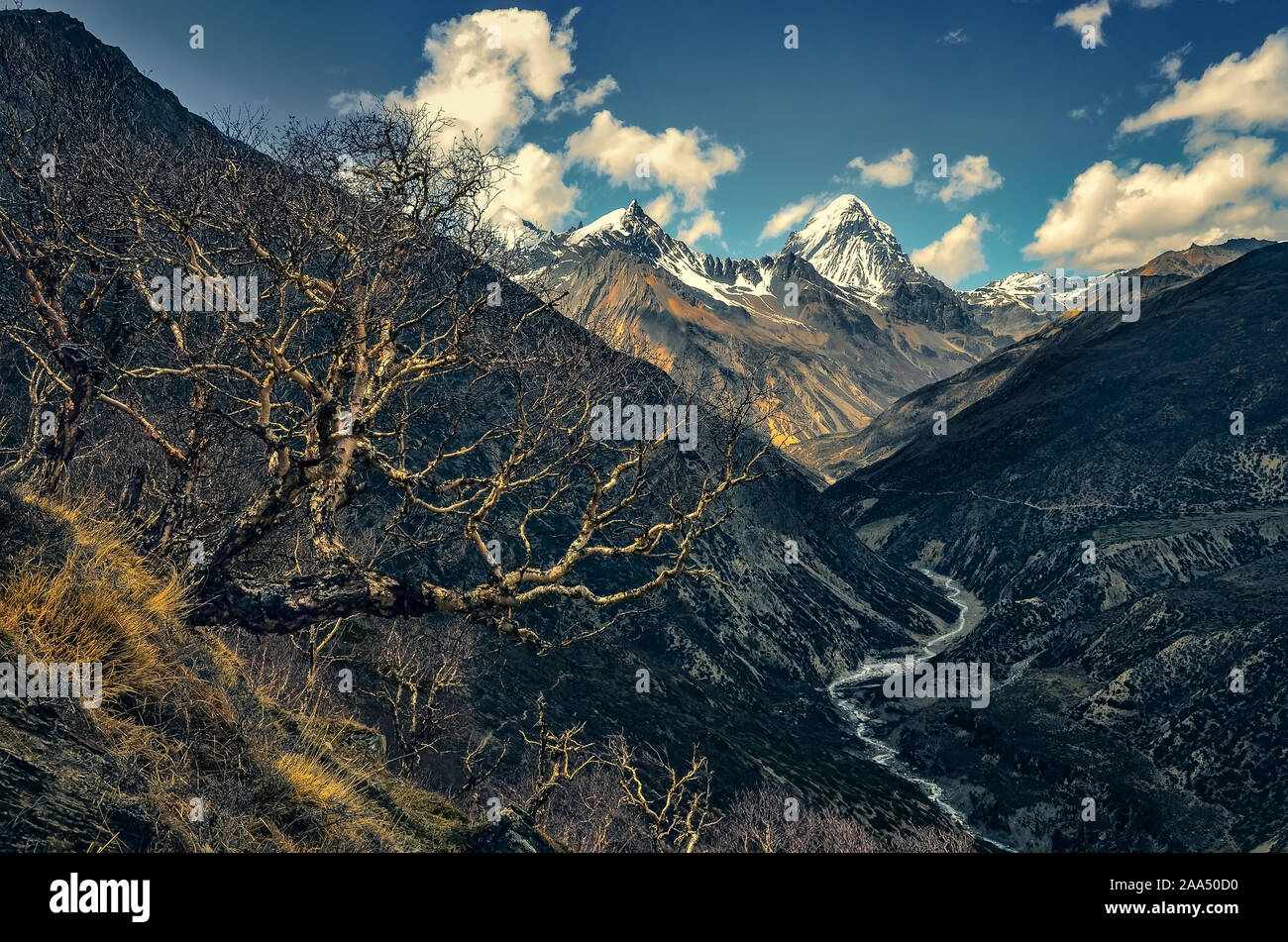 Himalayas mountains valley with white peaks and trees in foreground ...