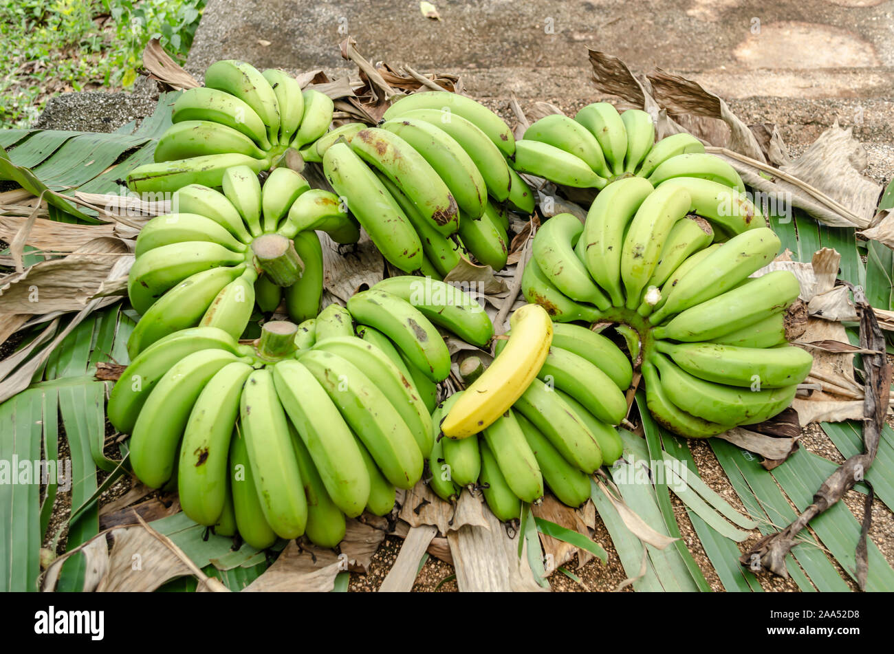 Bananas Leaves High Resolution Stock Photography and Images - Alamy