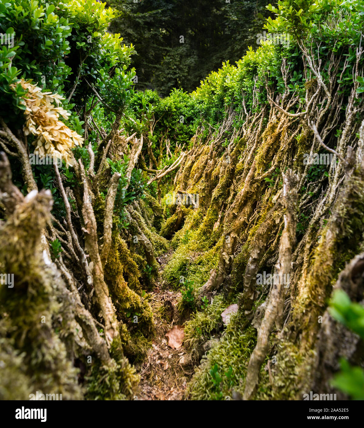 Dense flower pattern hi-res stock photography and images - Alamy