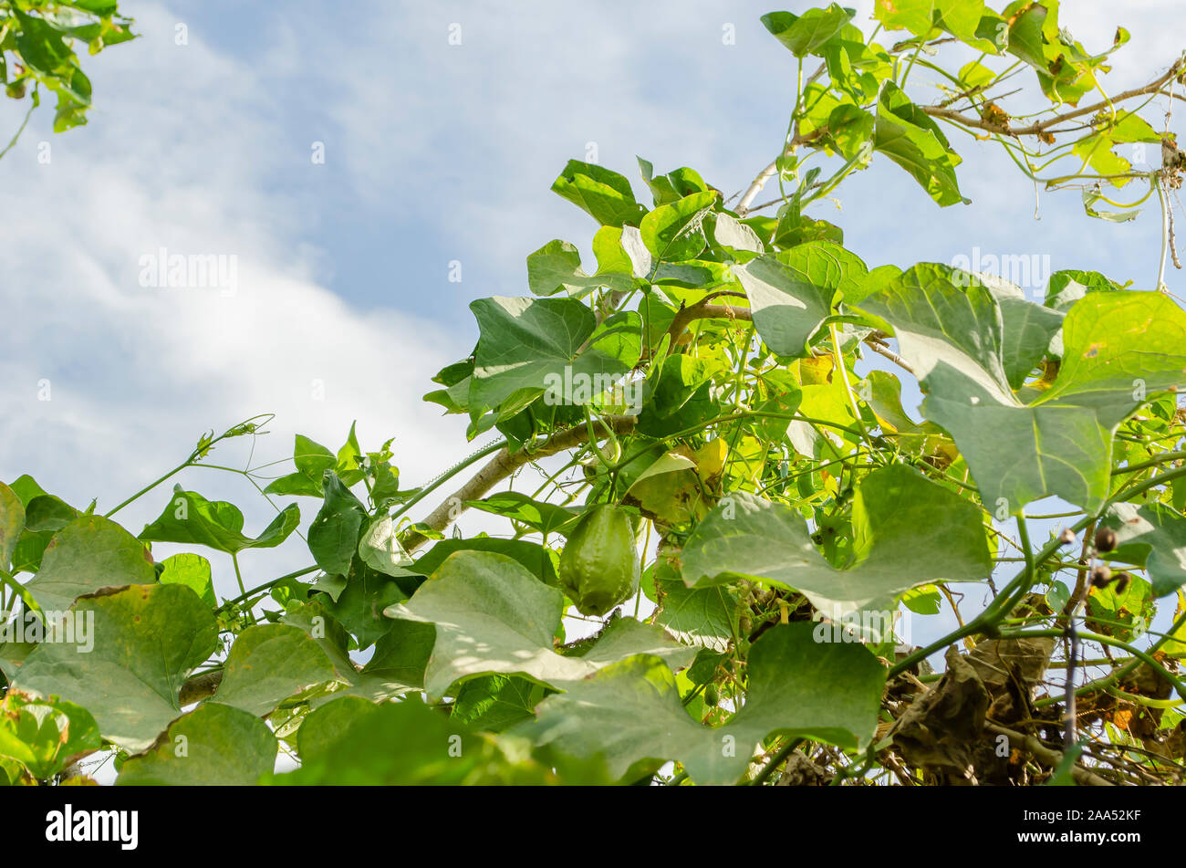 Christophine High On Vine Stock Photo - Alamy