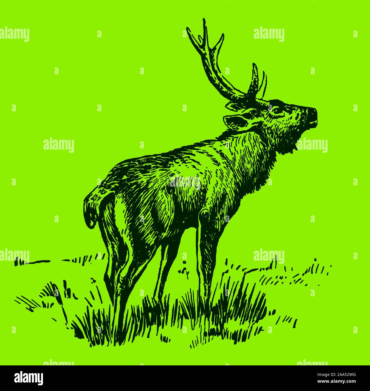 Sambar deer stag Stock Vector Images - Alamy