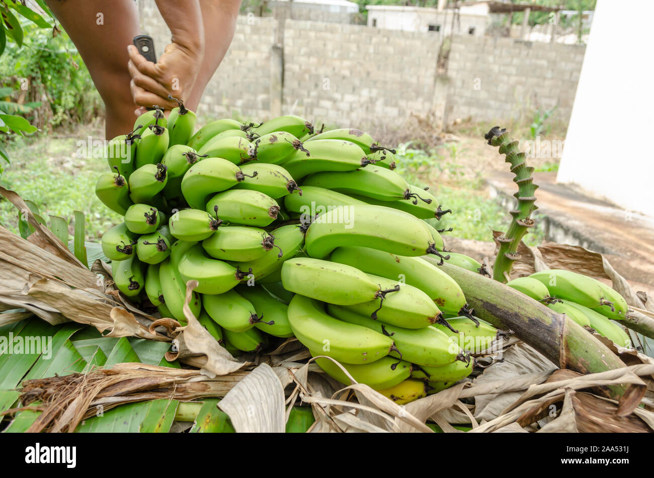 Stalk of bananas hi-res stock photography and images - Alamy
