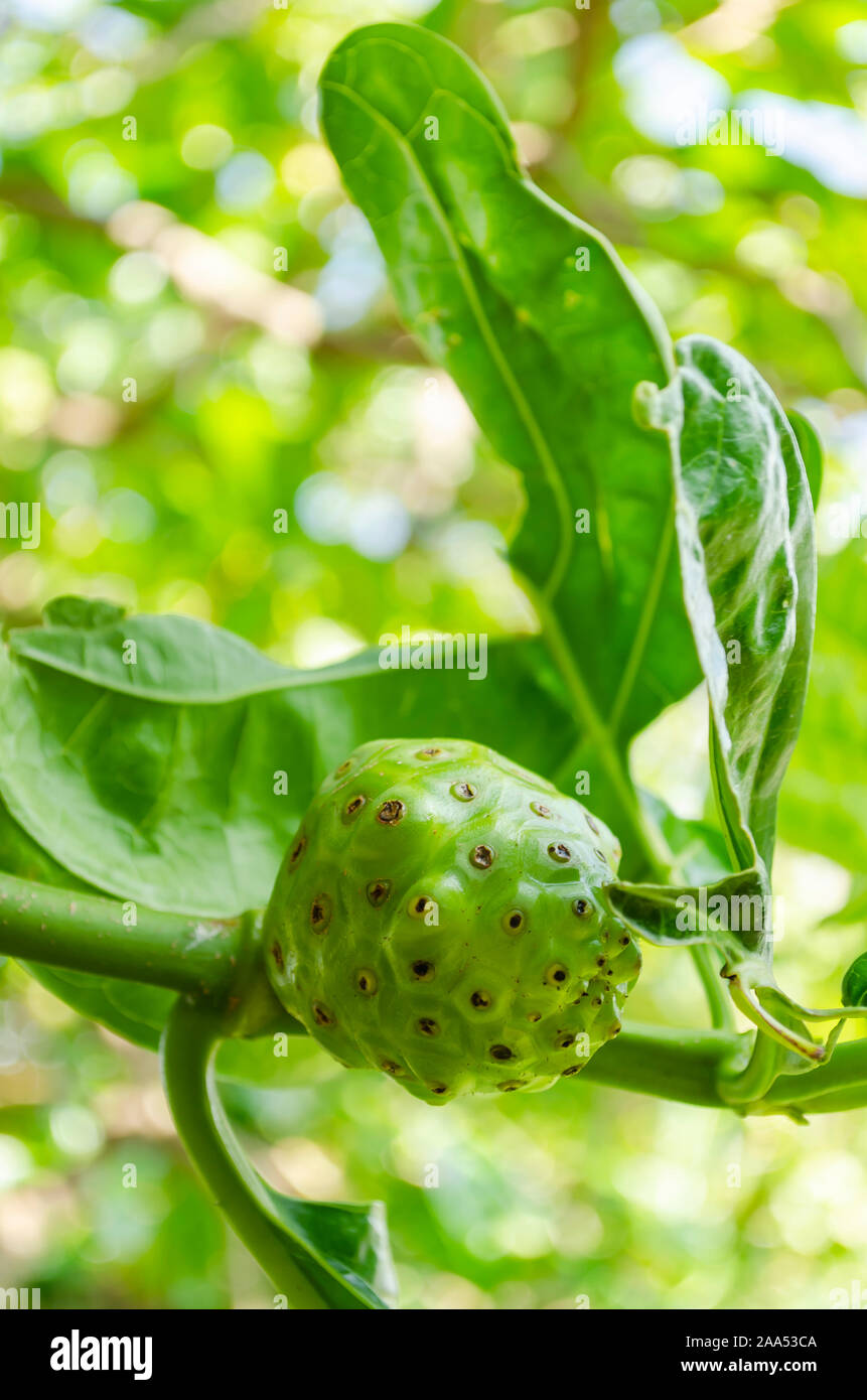Nono fruit hi-res stock photography and images - Alamy