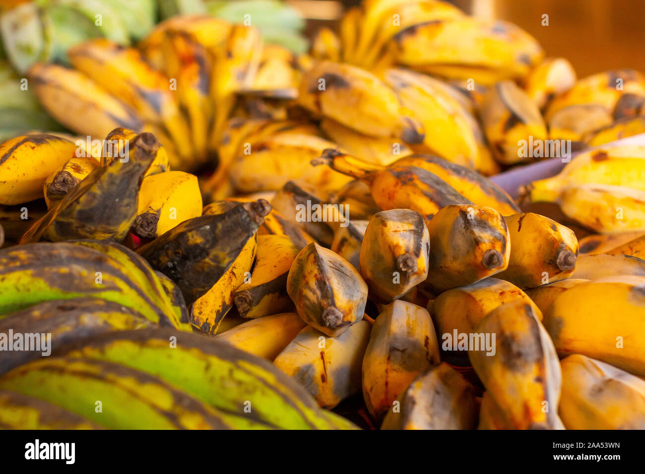 Different types and species of banana. Red, yellow, green bananas in ...