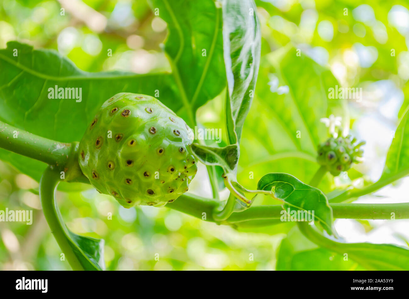 Indian mulberry tree hi-res stock photography and images - Alamy