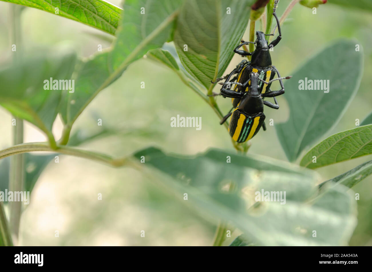 Jamaican Citrus Weevils Couple On Leaf Stock Photo - Alamy