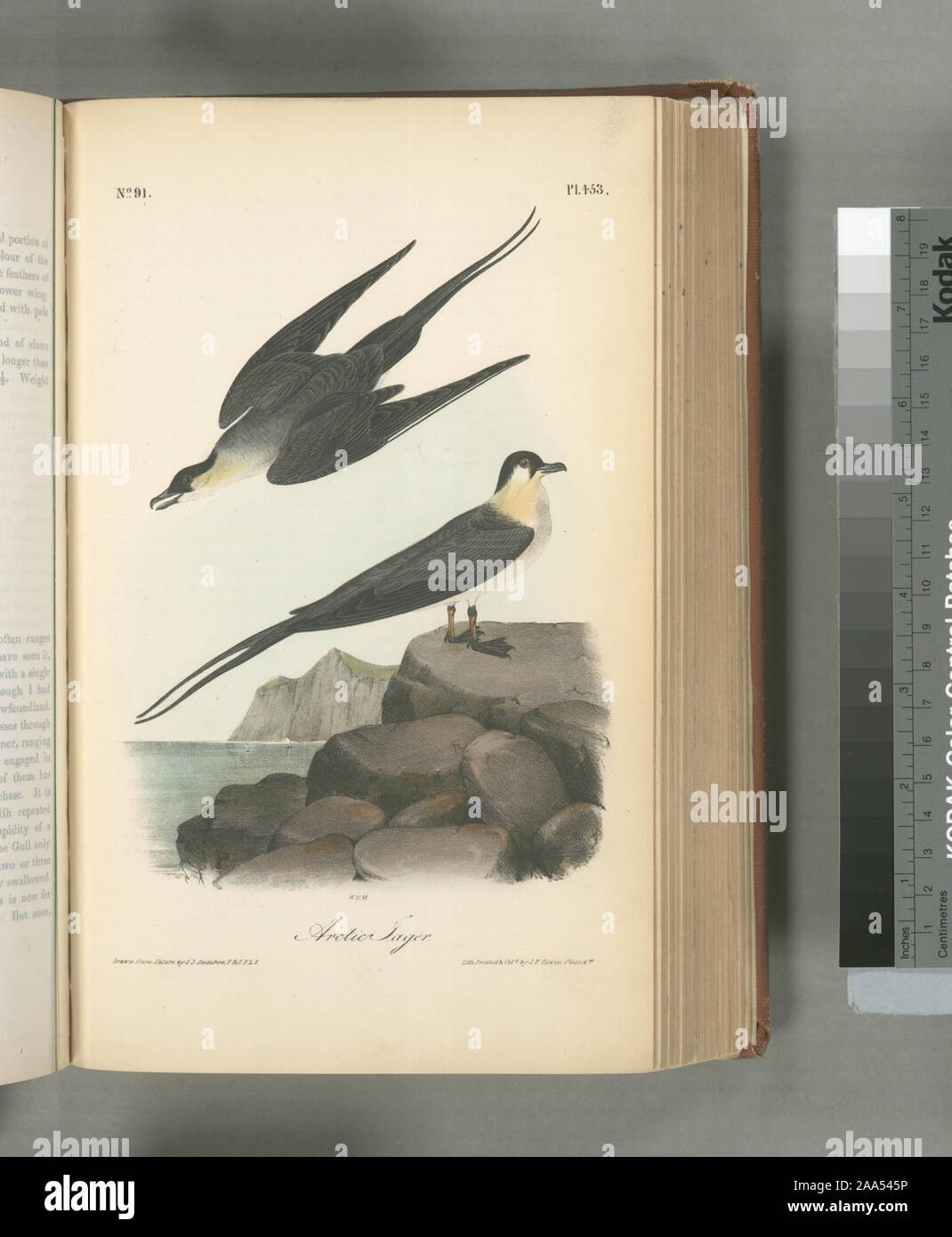 Lestris parasiticus.; Arctic Jager Stock Photo - Alamy