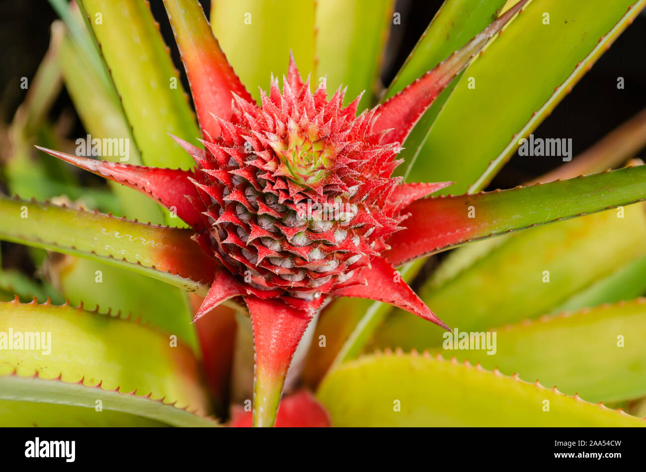 Inflorescence Of The Pineapple Plant Stock Photo - Alamy