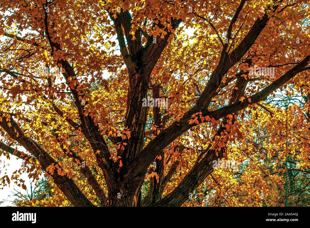 Tree in Central Illinois with bright fall leaves Stock Photo - Alamy