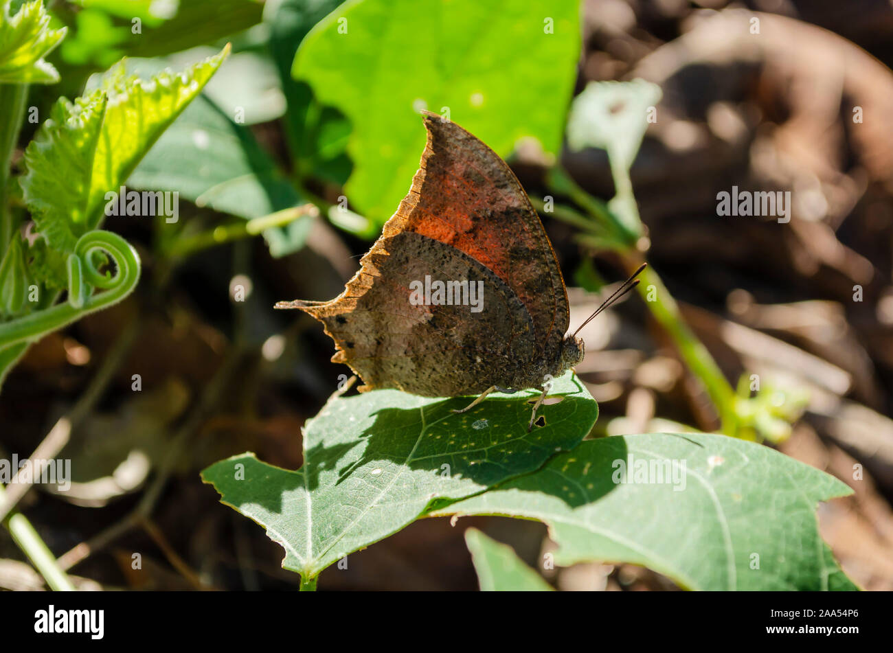 Jamaica butterfly hi-res stock photography and images - Alamy