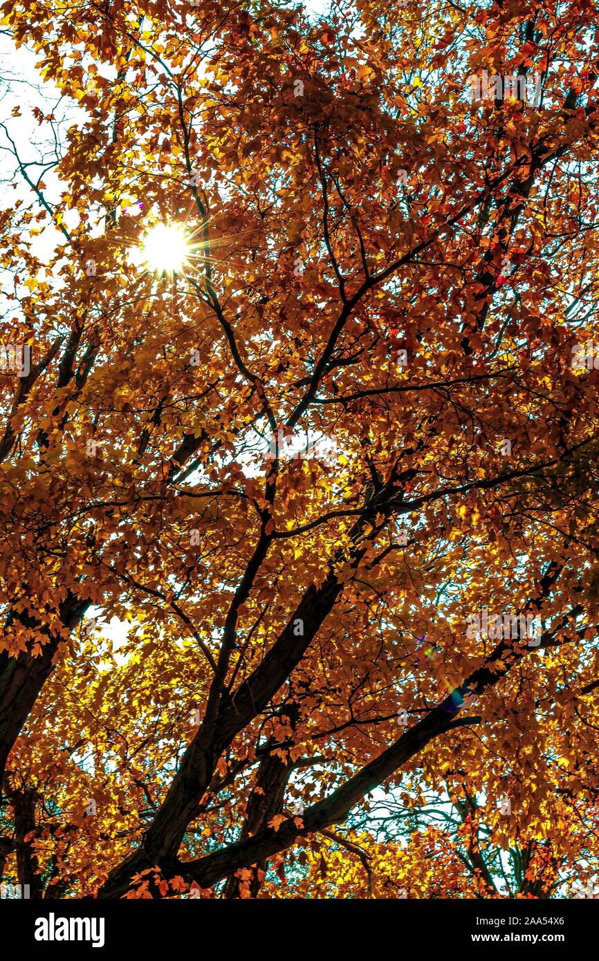 Fall foliage tree in Hoopeston, Illinois Stock Photo - Alamy