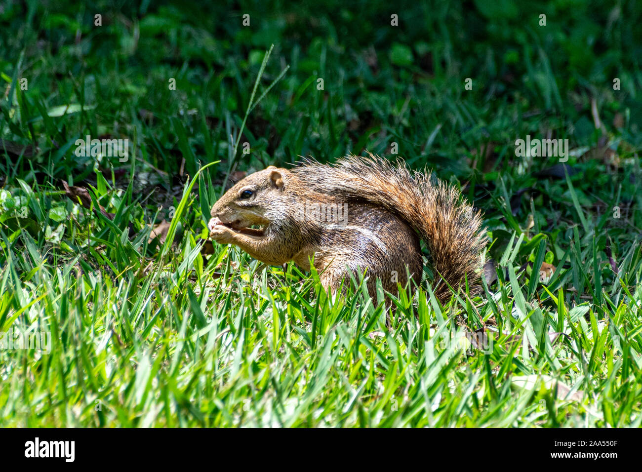 Thirteen lined striped gopher hi-res stock photography and images - Alamy