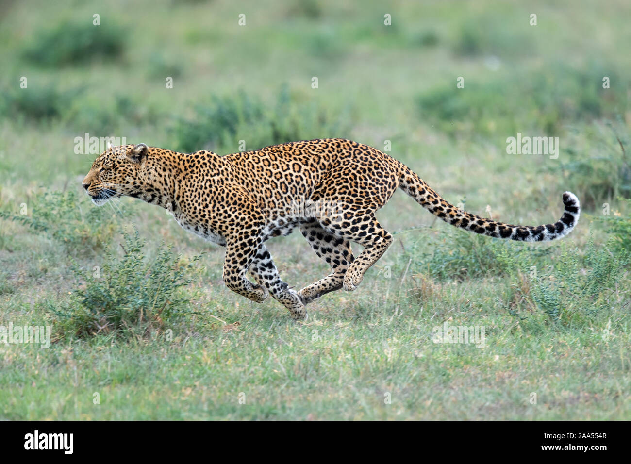 Sleek leopard hi-res stock photography and images - Alamy