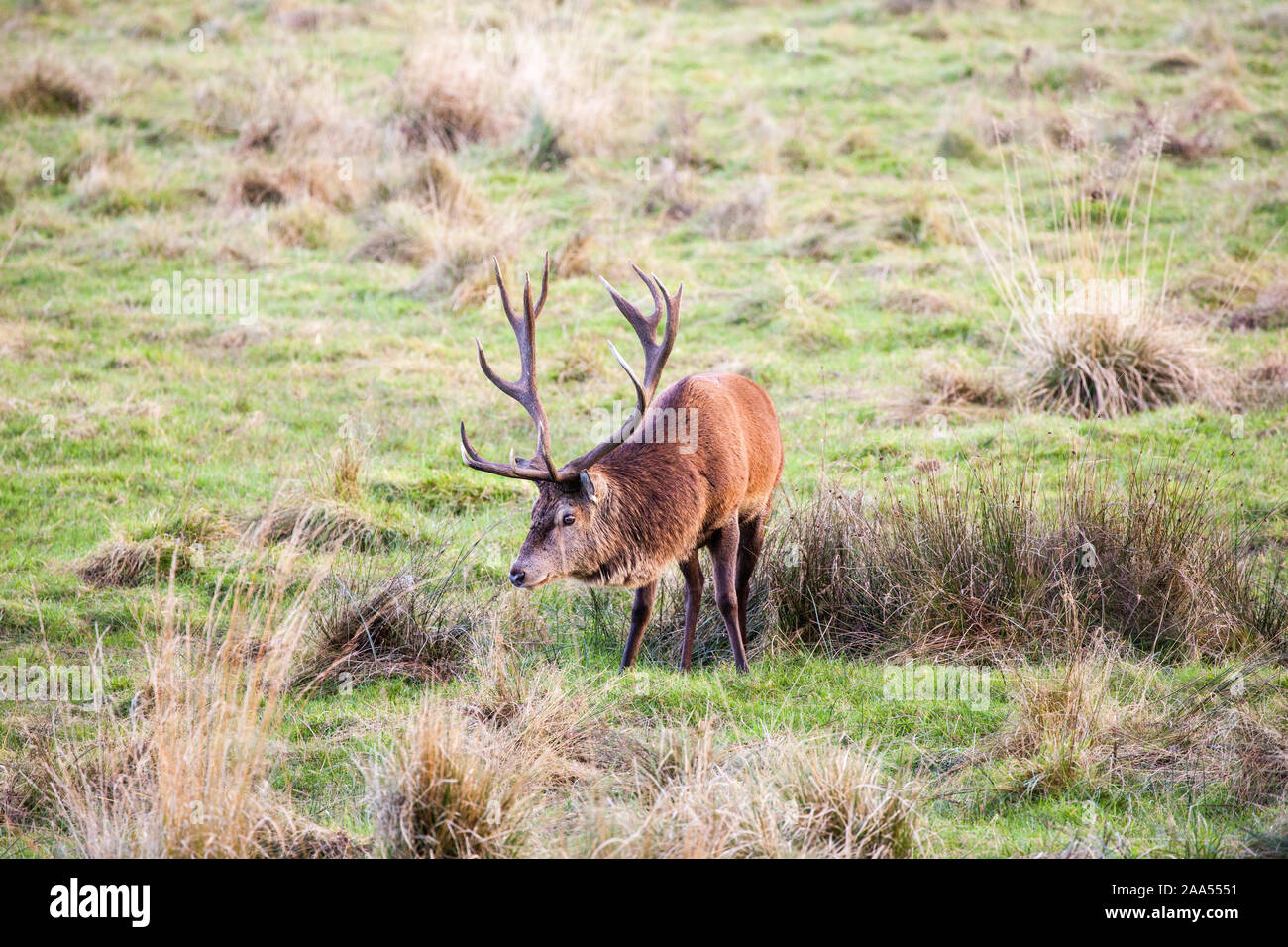 Red deer Cervus elaphus during rutting season at the National trust ...
