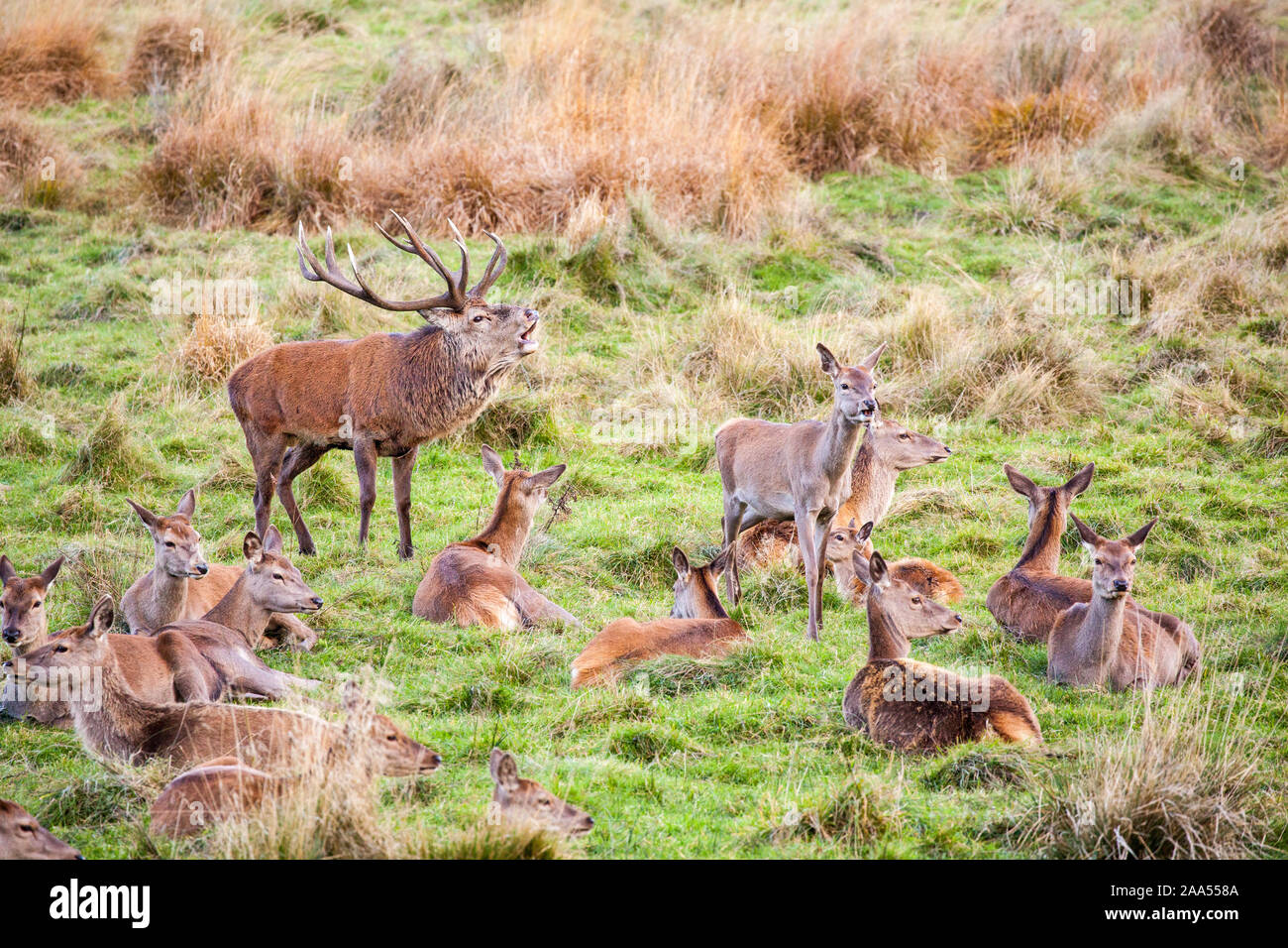 Red deer Cervus elaphus during rutting season at the National trust ...