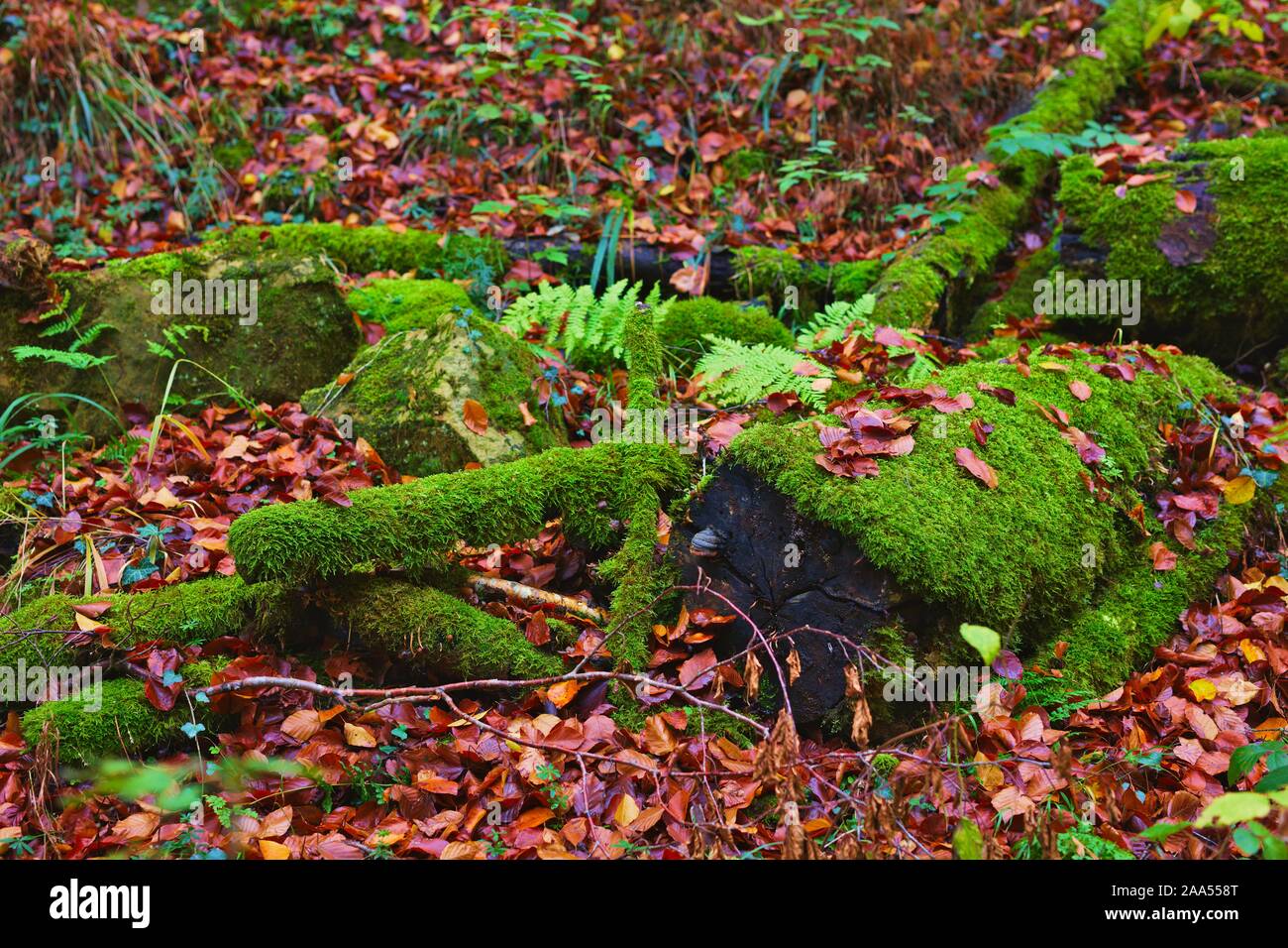 Mellerdall hi-res stock photography and images - Alamy