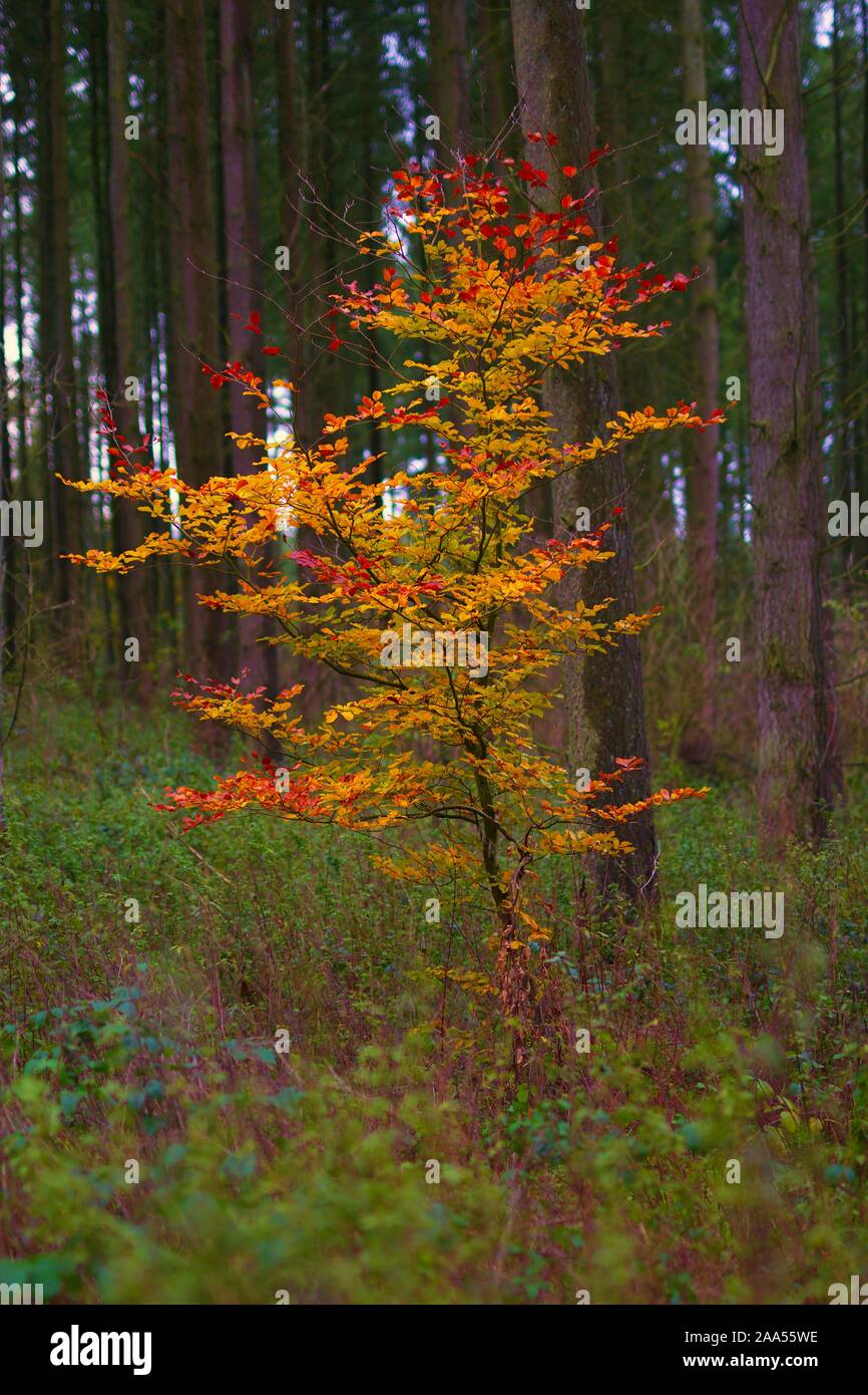 Concept single tree in fall with yellow and red leaves and pine forrest ...