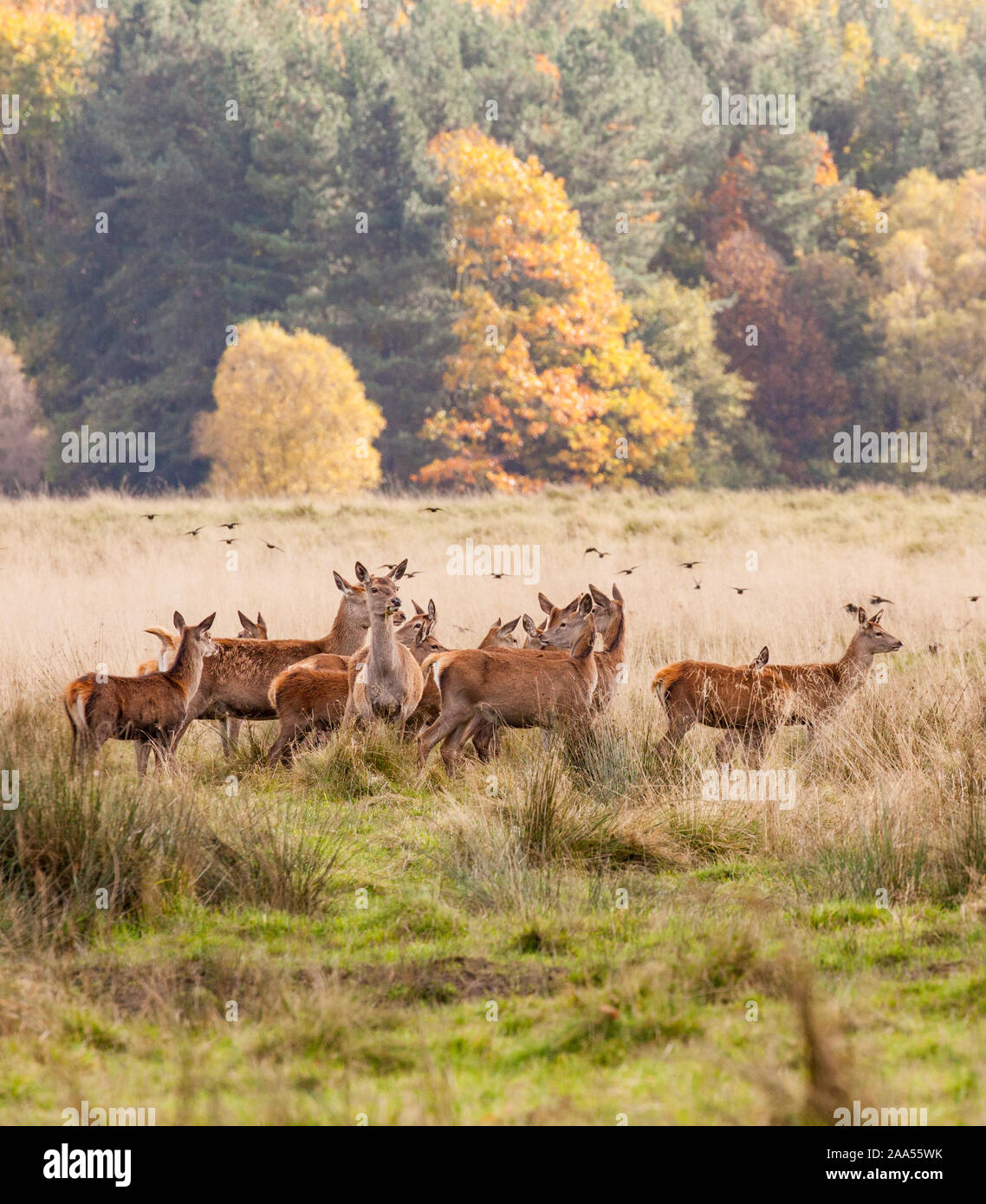 Red deer Cervus elaphus during rutting season at the National trust ...