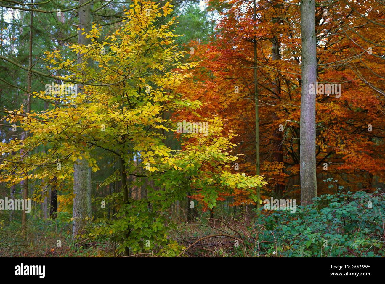 Mellerdall hi-res stock photography and images - Alamy