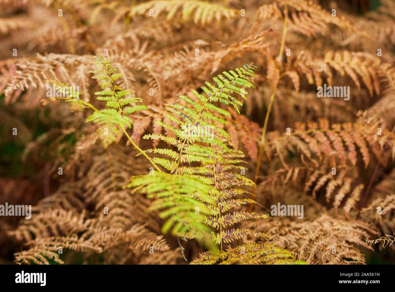Mellerdall hi-res stock photography and images - Alamy