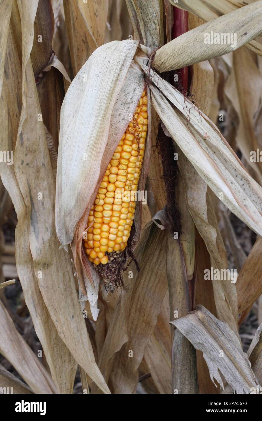 Family farm corn central america hi-res stock photography and images ...