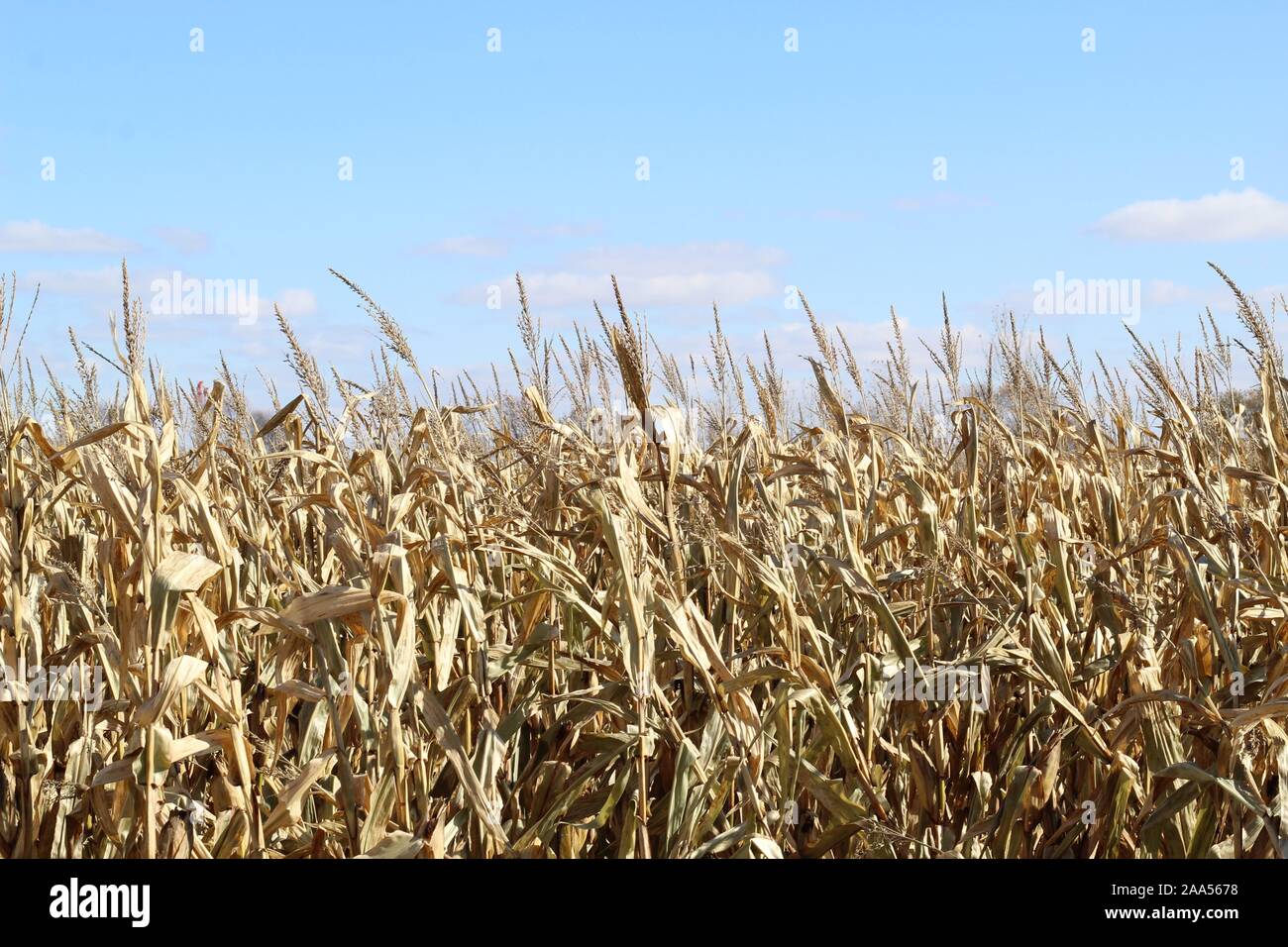 Family farm corn central america hi-res stock photography and images ...