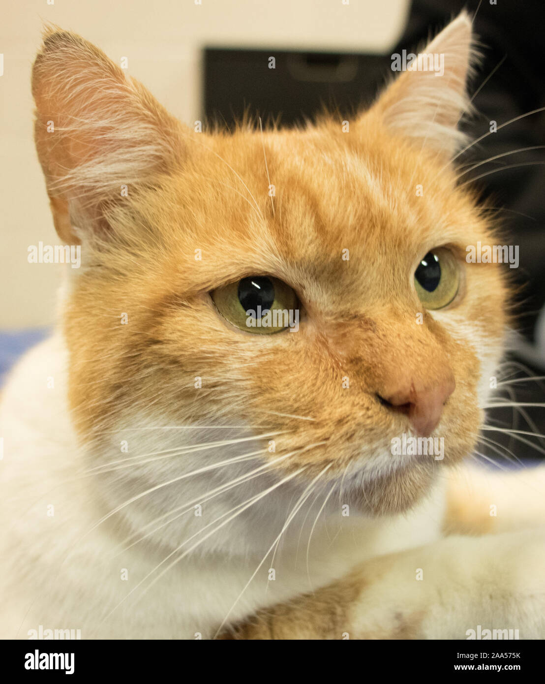 Tabby cat orange upclose fur natural eyes green demostic isolated Stock ...