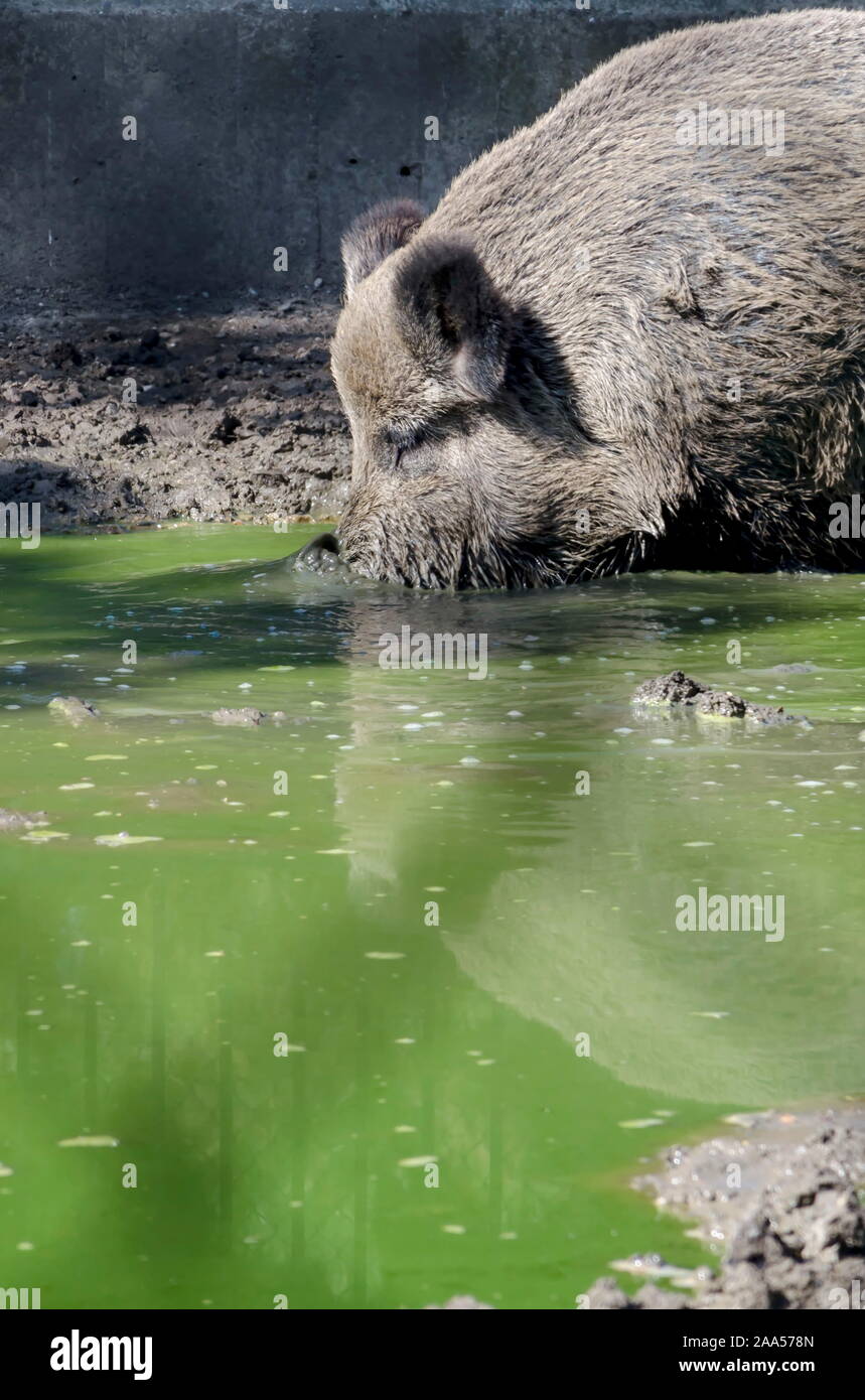 Pig in the swamp hi-res stock photography and images - Alamy