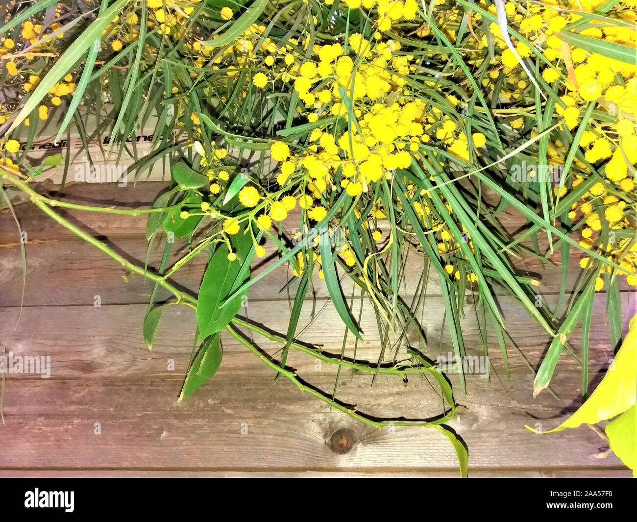Branch of mimosa tree with flowers. Yellow mimosa on the background of ...
